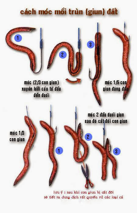Cách câu cá Vược bằng mồi giun giả và thật - Nghiền Câu Cá